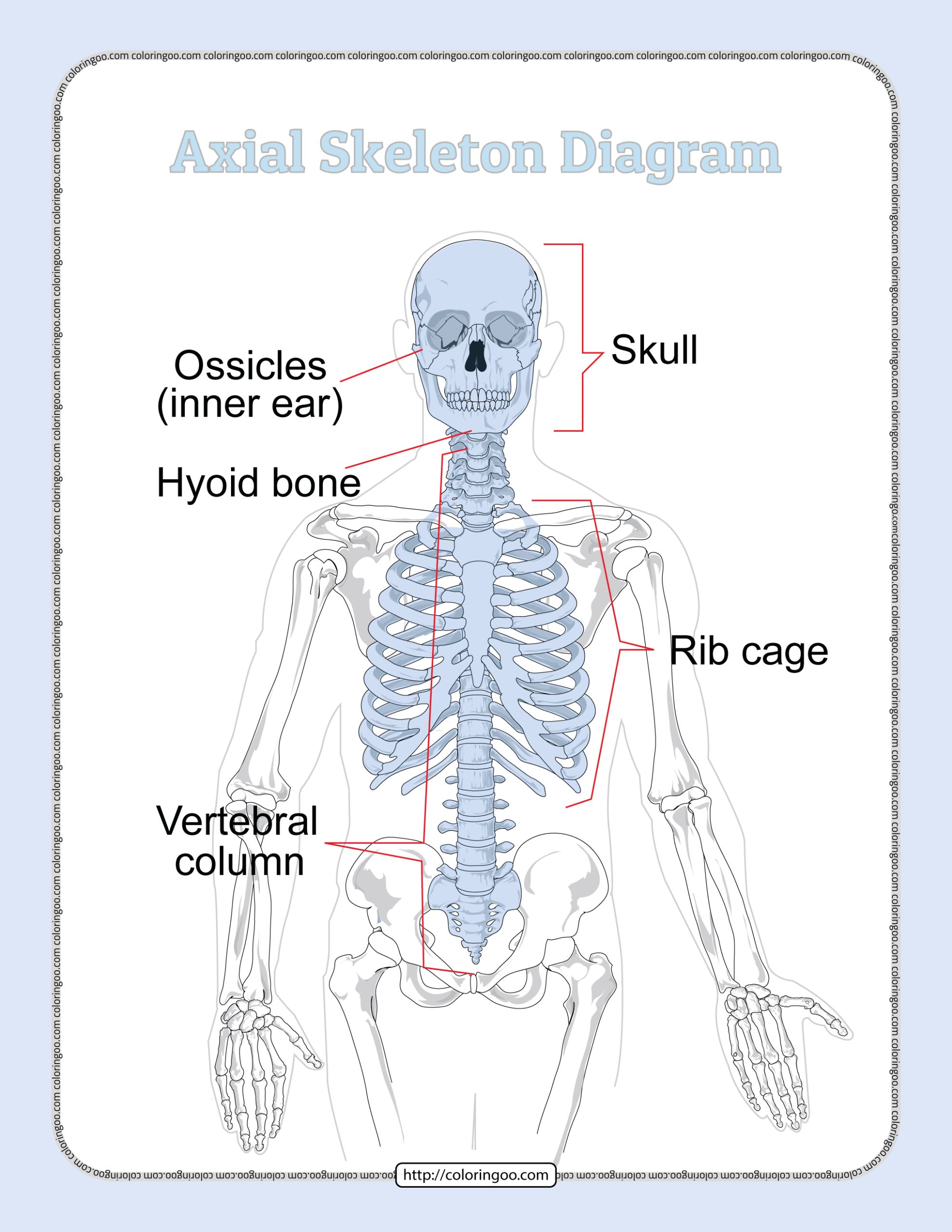 Printable Axial Skeleton Diagram Pdf Worksheet